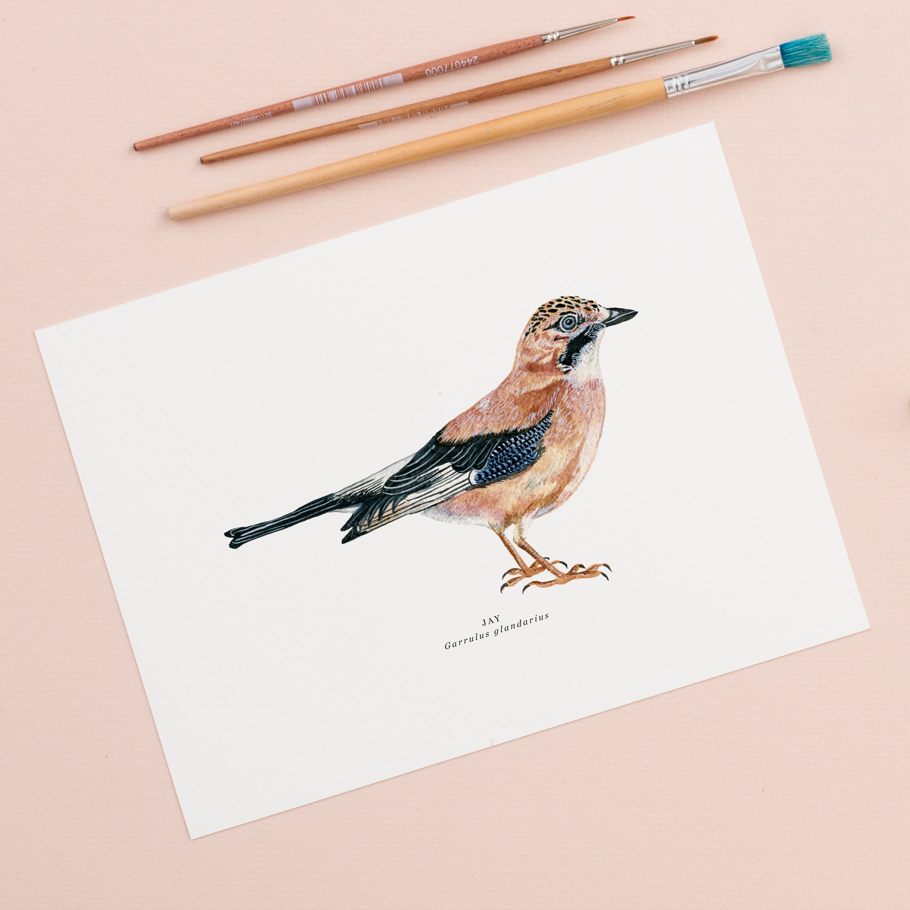 British Jay Bird Illustrated Giclée Print - 18 x 24 cm – Little Paisley ...